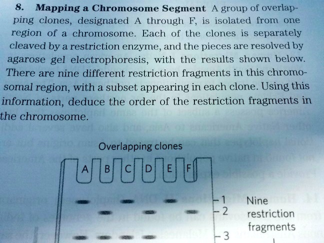 SOLVED: Mapping a Chromosome Segment A group of overlap- ping clones ...