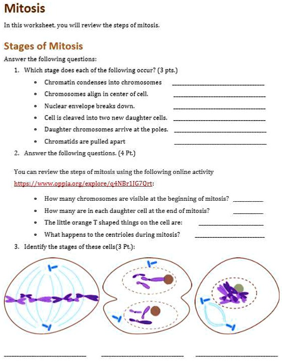 mitosis in this worksheet fou will review the steps of mitosis stages ...