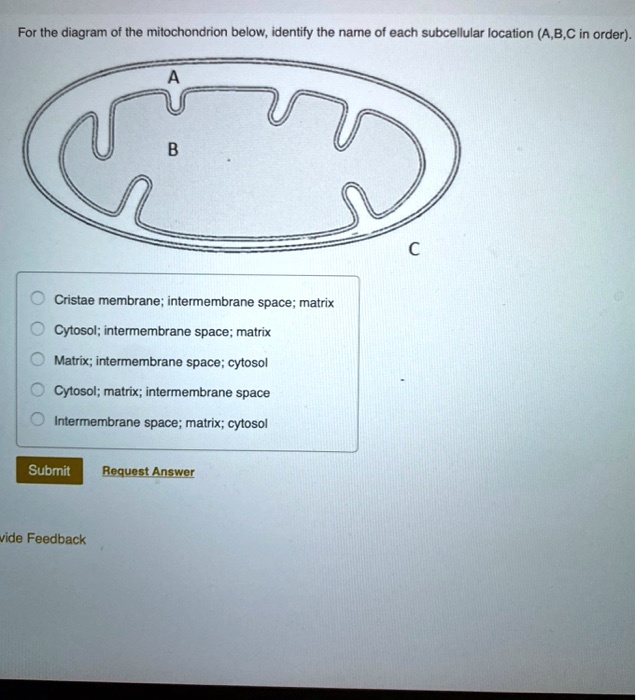 For the diagram of the mitochondrion below, identify the name of each ...