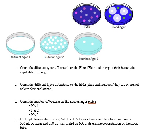 SOLVED: Blood Agar Nutrient Agar 1 Nutrient Agar 2 Nutrient Agar 3 ...