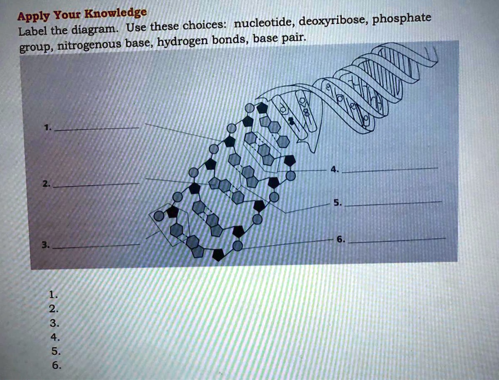 SOLVED: 'Label the diagram. Use these choices: nucleotide, deoxyribose ...