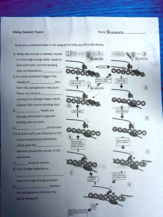 SOLVED: Sliding Filament Theory Name: Roo Study the numbered steps in ...