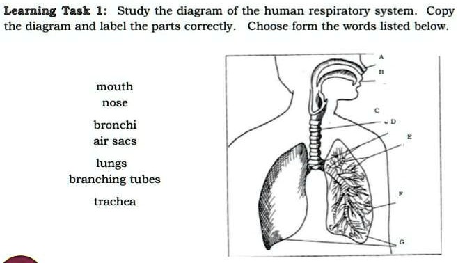 Learning Task 1: Study the diagram of the human respiratory system ...