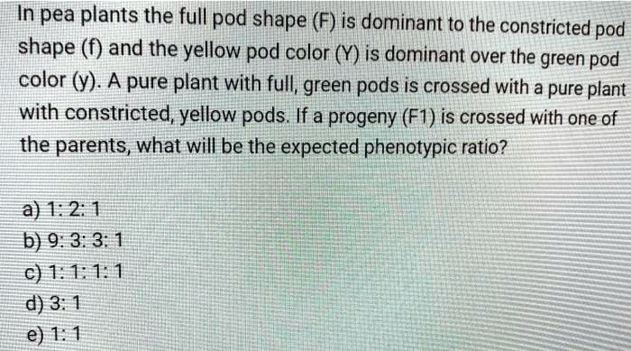 in pea plants the full pod shape f is dominant to the constricted pod ...