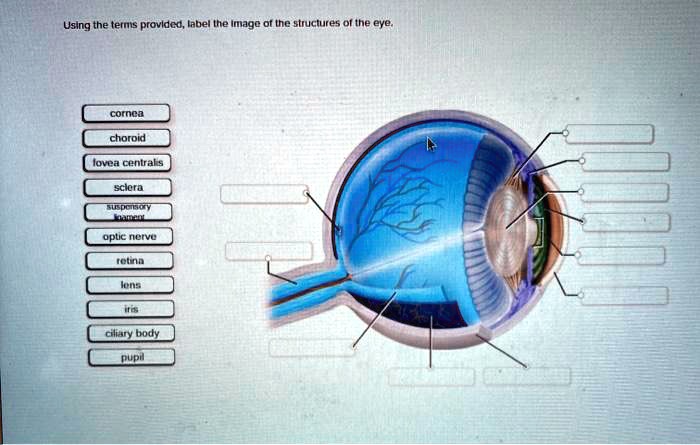 SOLVED: Using the terms provided, label the image of the structures of ...