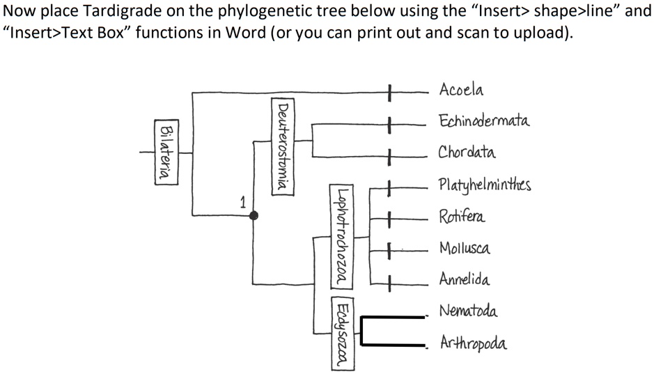 SOLVED: Now place Tardigrade on the phylogenetic tree below using the ...