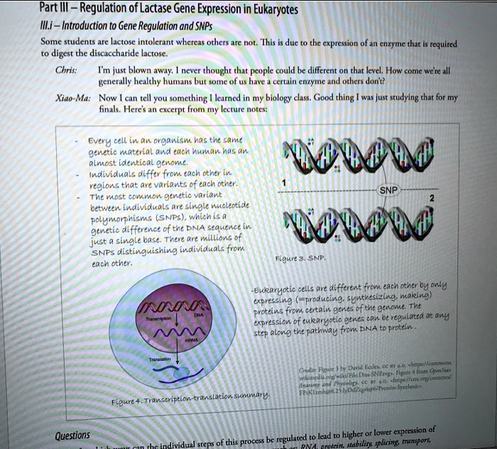 SOLVED: Part M = Regulation of Lactase Gene Expression in Eukaryotes II ...