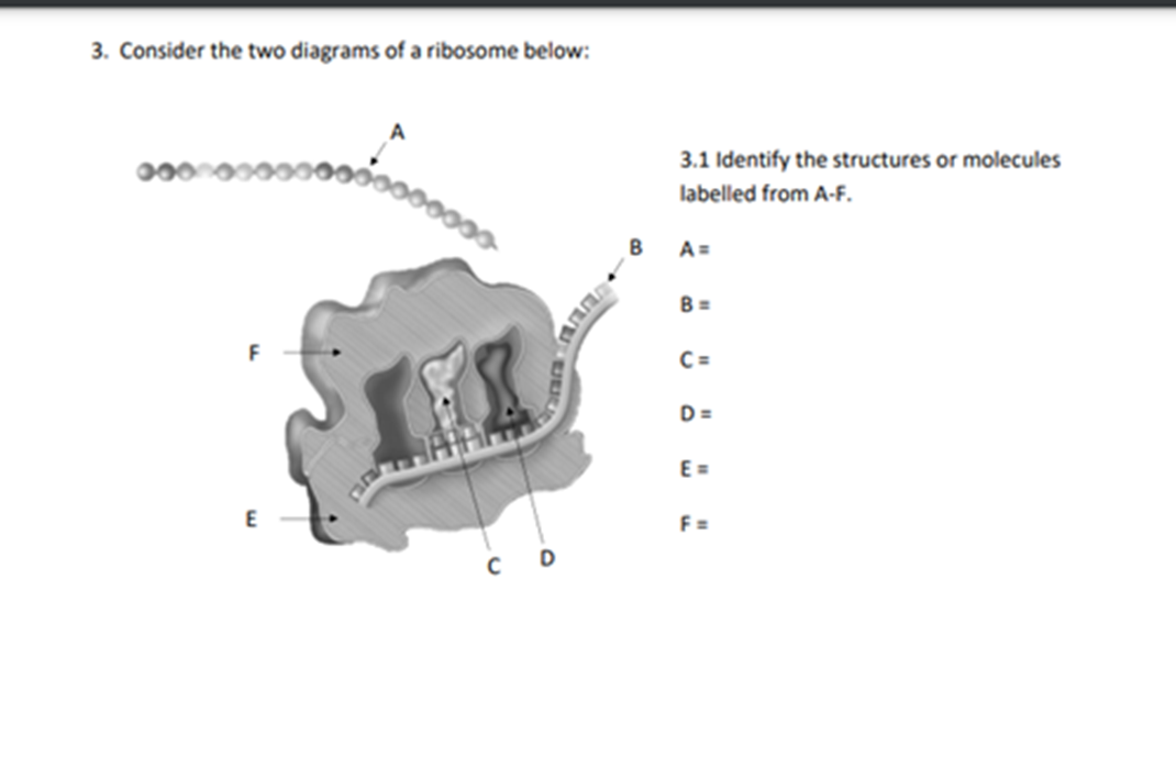 SOLVED: 3. Consider the two diagrams of a ribosome below: 3.1 Identify ...