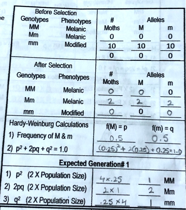 SOLVED: Before Selection Genotypes Phenotypes MM Melanic Mm Melanic Mm ...