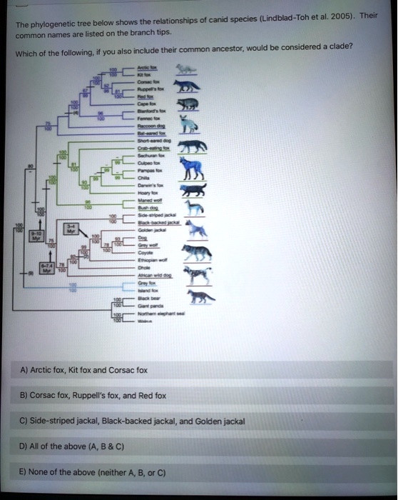 SOLVED: The relationships of canid species (Lindblad-Toh et al. 2005 ...