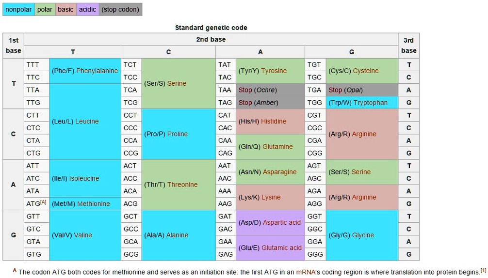 1 use the codon chart to identify the amino acids in the following ...