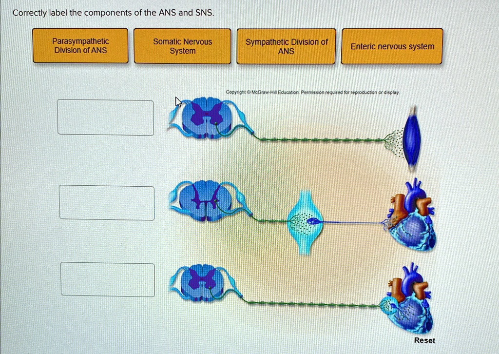 correctly label the components of the ans and sns sympathetic division ...