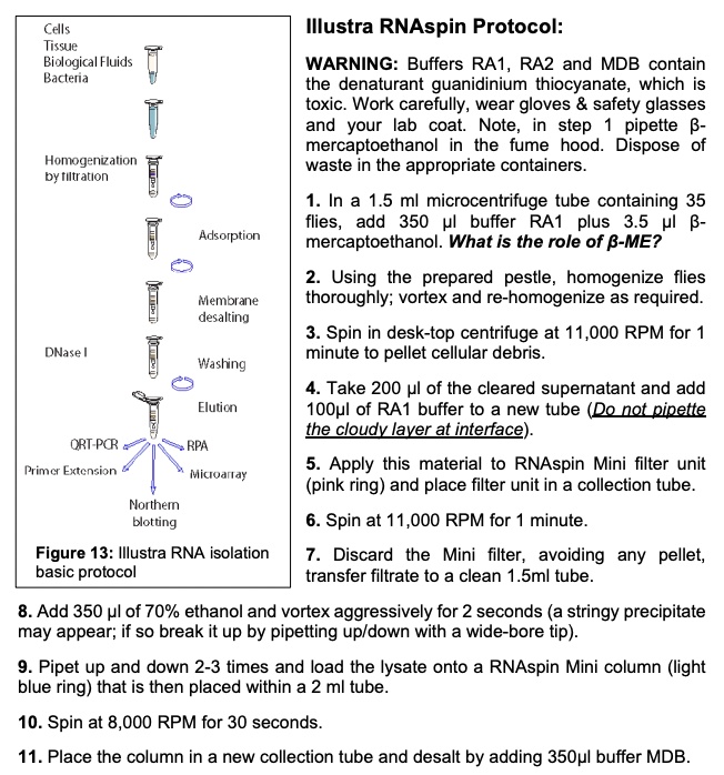 in the rna extraction you used two columns pink and blue rings what was ...