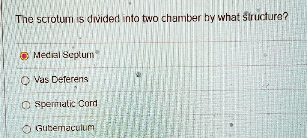 The scrotum is divided into two chamber by what structure? Medial ...