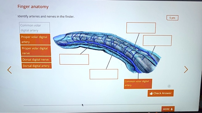 SOLVED: Finger anatomy Identify arteries and nerves in the finder. 5 ...