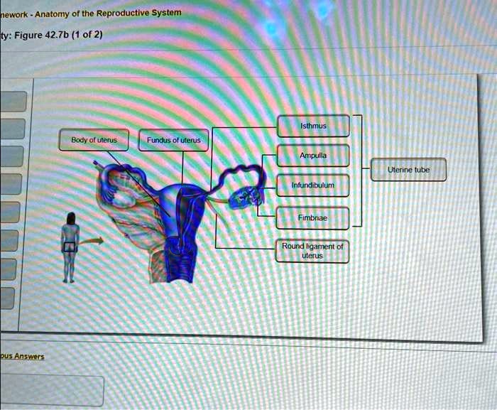 SOLVED: Pearson Art Labeling activity: Figure 42.7b (1 of 2) Correct ... SOLVED: Pearson Art Labeling activity: Figure 42.7b (1 of 2) Correct ...