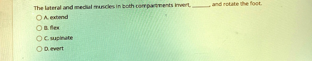 the lateral and medial muscles in both compartments invert and rotate ...