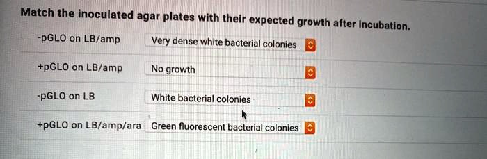 SOLVED:Match the inoculated agar plates with thelr expected growth ...