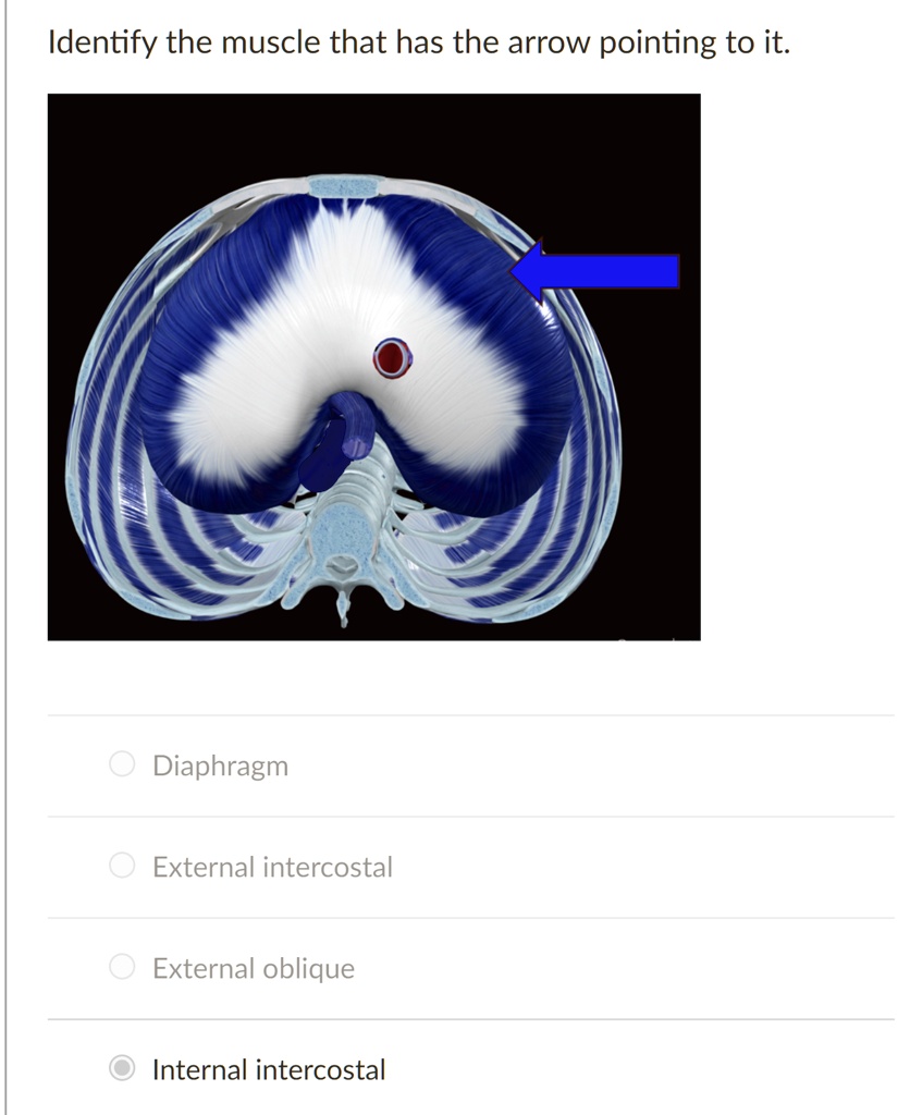 identify the muscle that has the arrow pointing to it diaphragm external intercostal external ...