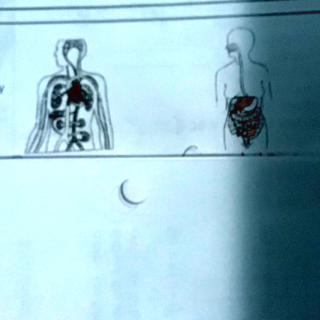 SOLVED Describe How The Two Body Systems Above the Pictures Work SOLVED Describe How The Two Body Systems Above the Pictures Work