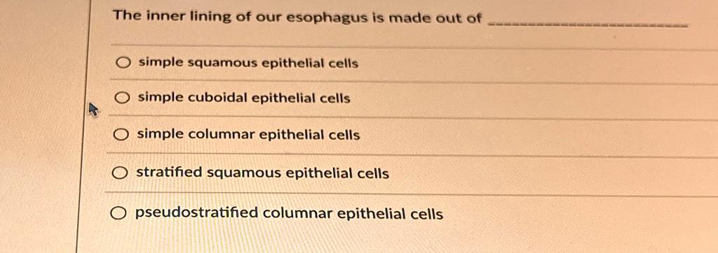the inner lining of our esophagus is made out of simple squamous ...