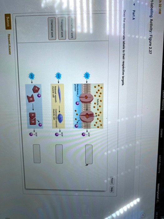 Ch 02 HW -t-labeling Activity: Figure 2.27 Part A Drag the appropriate labels to their ...