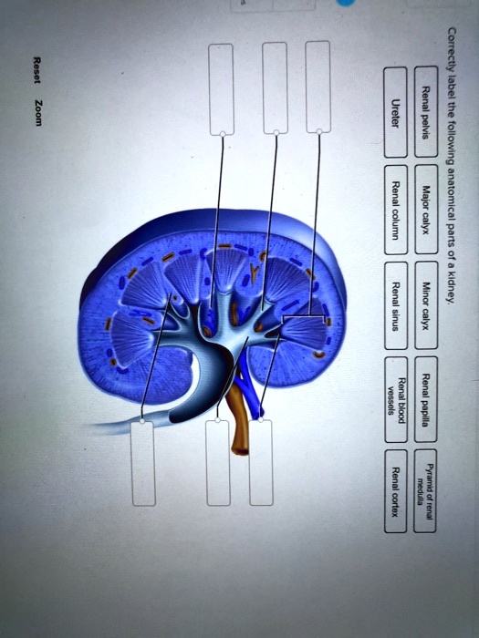 SOLVED: Ureter Renal pelvis Correctly label the following anatomical parts of a kidney. Renal ...