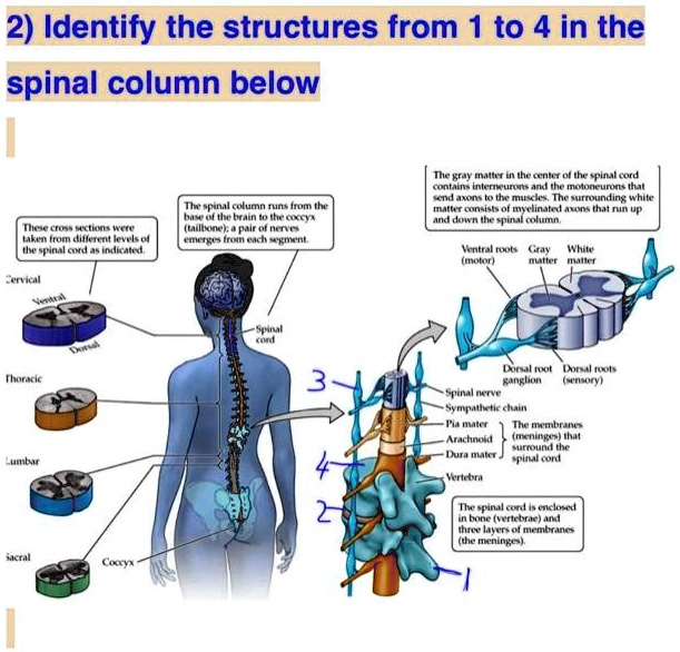 2) Identify the structures from 1 to 4 in the spinal column below These ...