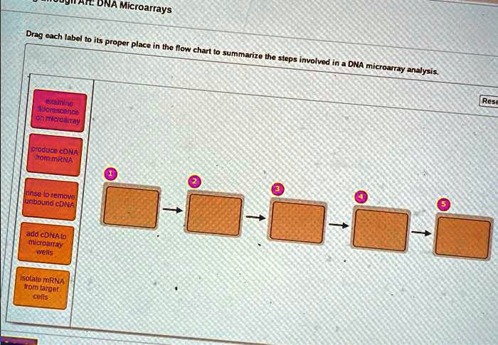 [GET ANSWER] Art. DNA Microarrays Drag each label to its proper place ...