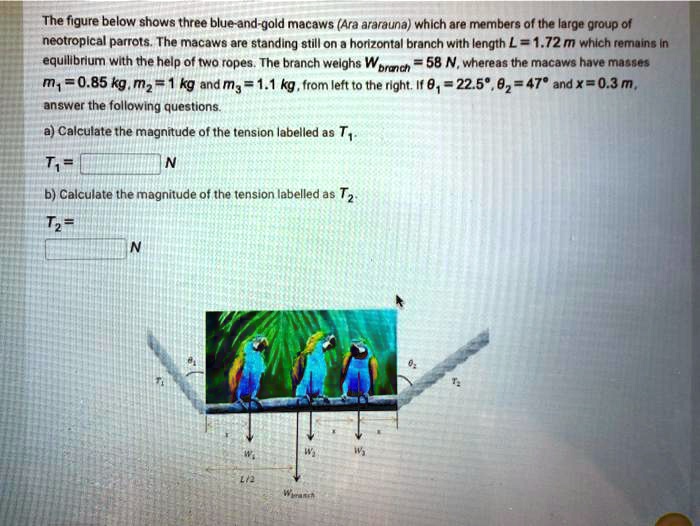 SOLVED: The figure below shows three blue-and-gold macaws (Ara ararauna ...
