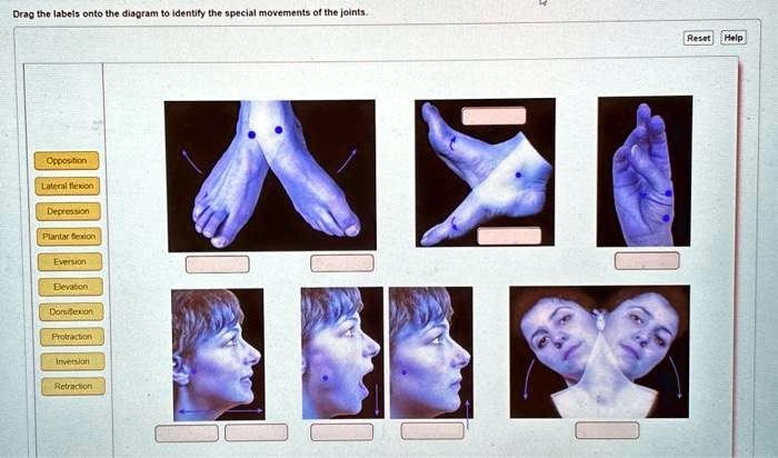 SOLVED: Drag the labels onto the diagram to identify the special ...