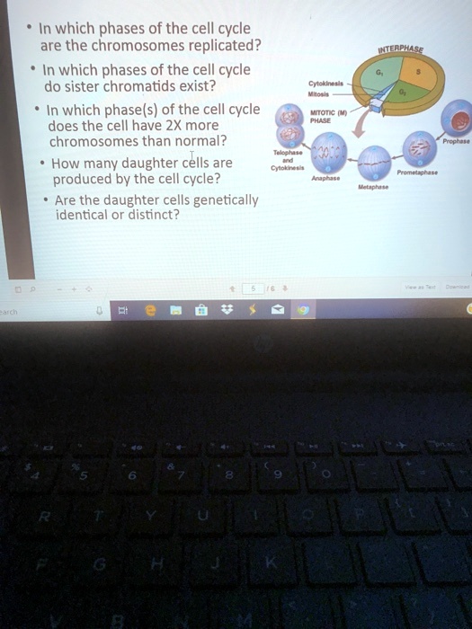 SOLVED: In which phases of the cell cycle are the chromosomes replicated? In which phases of the ...