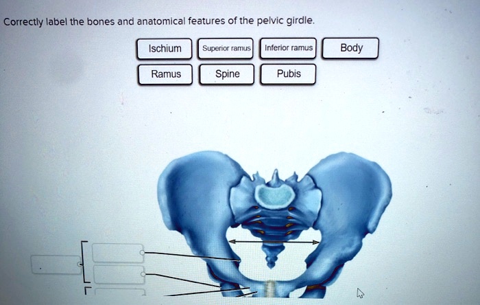 SOLVED: Correctly label the bones and anatomical features of the pelvic ...