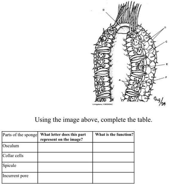 SOLVED: Using the image above, complete the table. Parts of the sponge ...