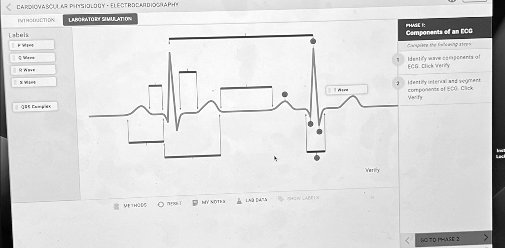 CARDIOVASCULAR PHYSIOLOGY - ELECTROCARDIOGRAPHY INTRODUCTION LABORATORY ...