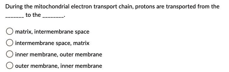 SOLVED: During the mitochondrial electron transport chain, protons are ...