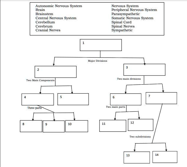 SOLVED: 'Identify the parts of the Nervous System by filling in the ...