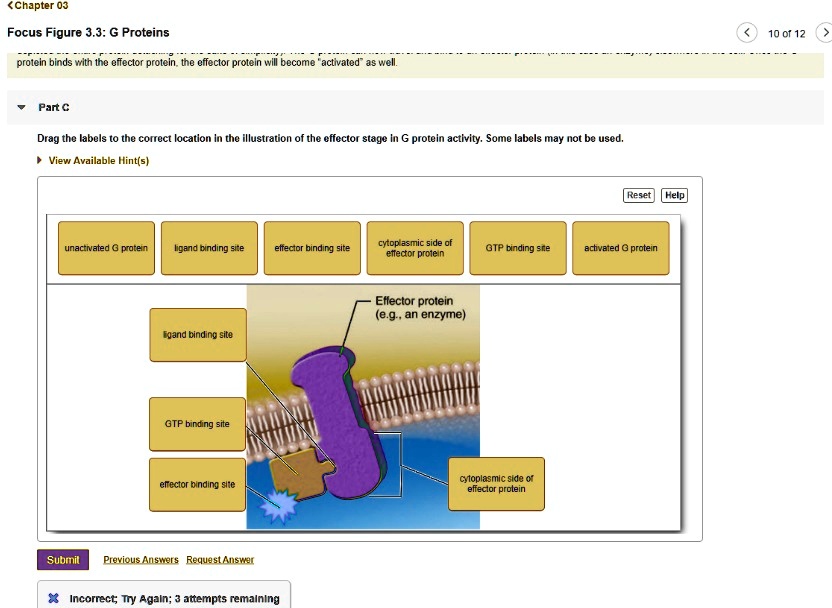 Chapter 03 Focus Figure 3.3: G Proteins protein binds with...
