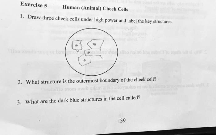 Exercise 5 Human (Animal) Cheek Cells 1. Draw three cheek cells under ...