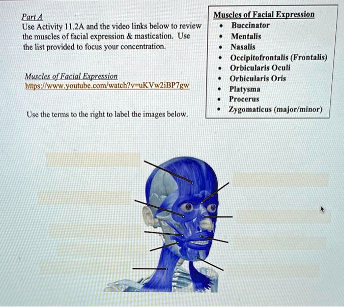 Part A Use Activity 11.2A and the video links below to review the ...