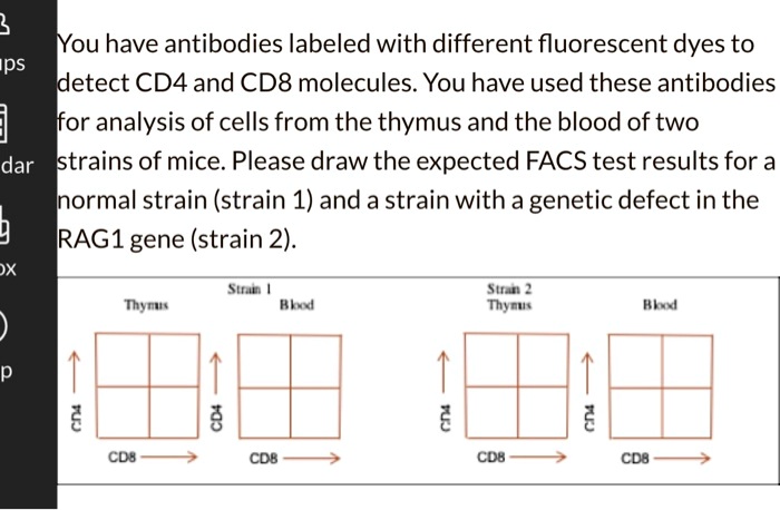 SOLVED: 3 You have antibodies labeled with different fluorescent dyes to sde detect CD4 and CD8 ...
