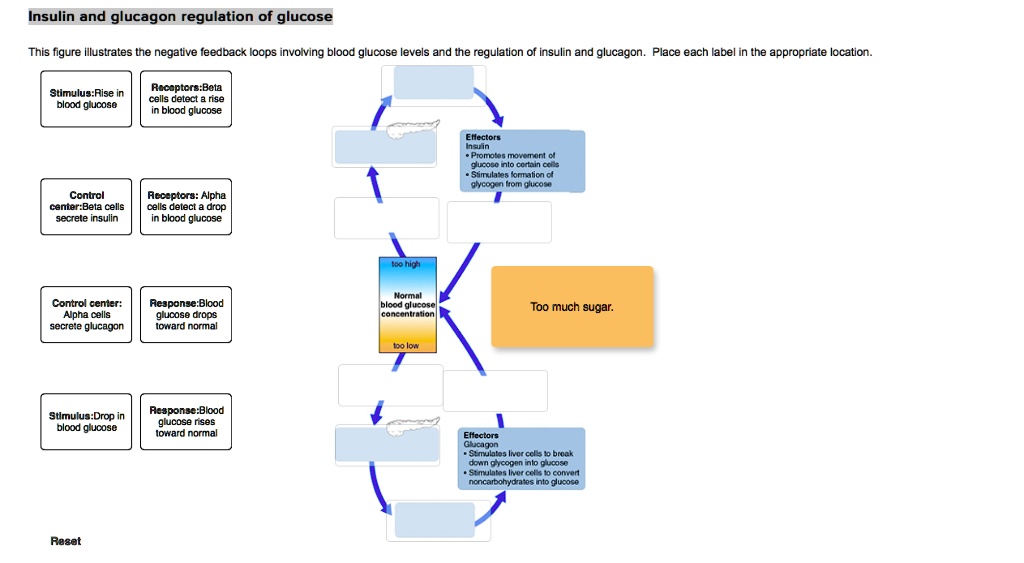 Insulin and glucagon regulation of glucose This figure illustrates the ...