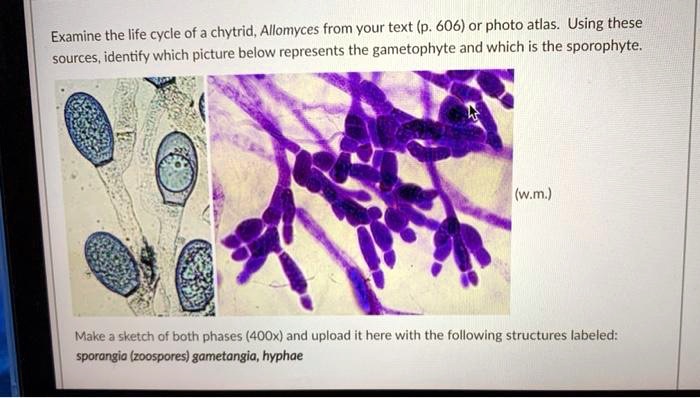 SOLVED:Examine the life cycle of a chytrid; Allomyces from your text (p ...