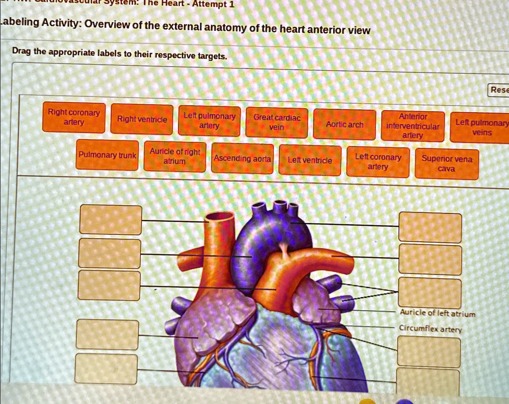 Labeling Activity: Overview of the external anatomy of the heart ...