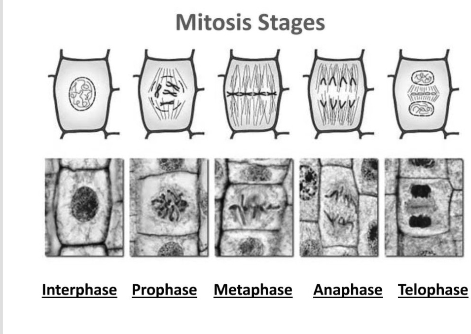 Peace be upon you. A hand drawing of the stages of mitosis is required ...