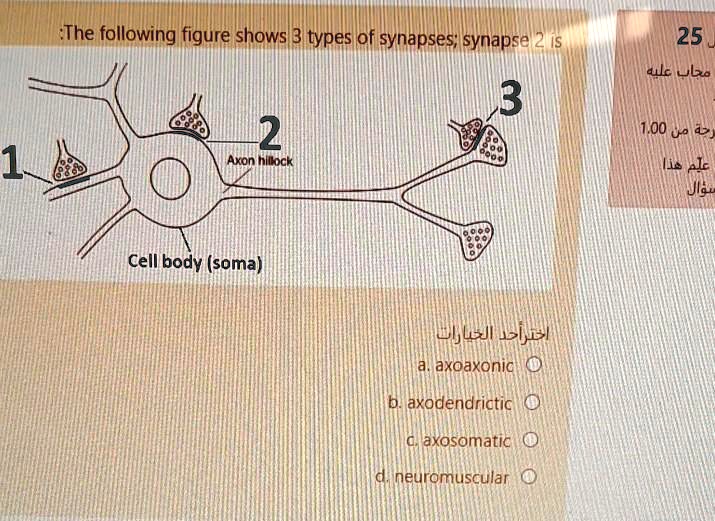 SOLVED: The following figure shows 3 types of synapses; synapse 2 IS 25 ...