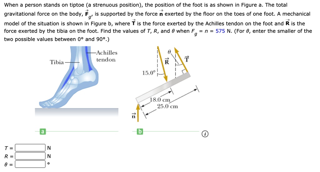 when a person stands on tiptoe a strenuous position the position of the ...
