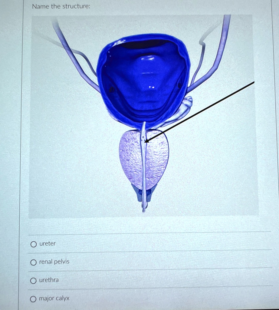 name the structure ureter renal pelvis urethra major calyx name the ...