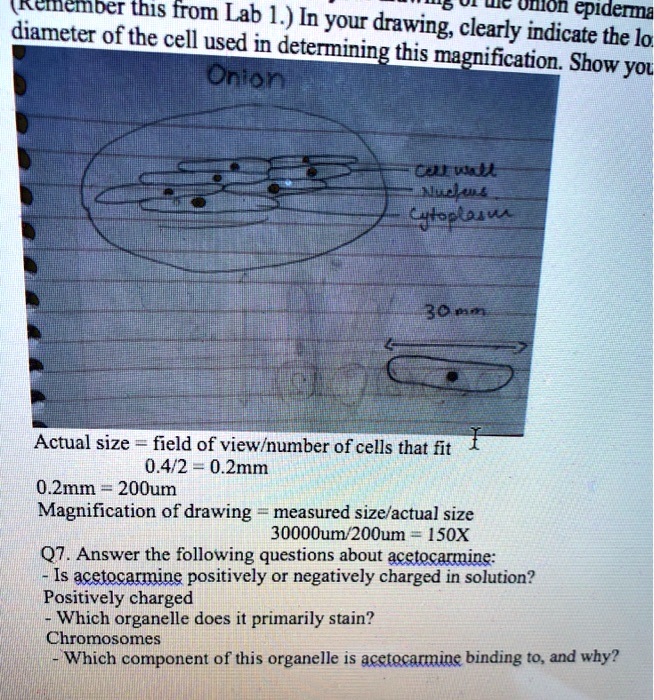 SOLVED: dicnemnber ths from Lab 1.) In LC UmOn your drawing; epiderma ...