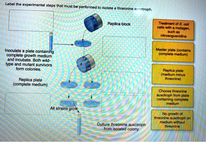 SOLVED: Label the experimental steps that must be performed to isolate ...